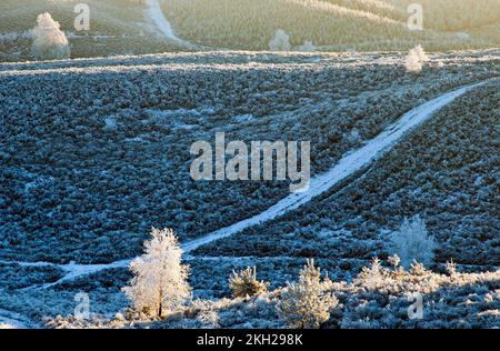 Frosted trees and hills and paths in early winter on Cannock Chase ...