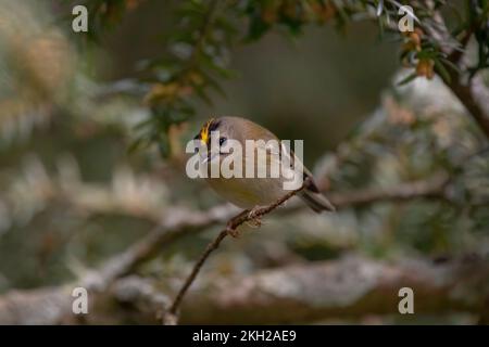A closeup shot of a Goldcrest bird Stock Photo - Alamy