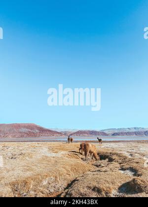 A wandering lama Stock Photo - Alamy