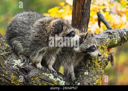 Raccoons (Procyon lotor) Look to Right in Tree Autumn - captive animals ...