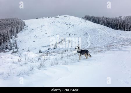 Siberian husky dog happy with the first snow in the winter forest ...