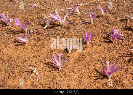 The feathery Spanish late crocus (Crocus serotinus) spreads even on ...