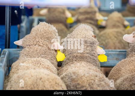 Poll Merino rams at an auction at Bella Lana stud farm near Wellington ...