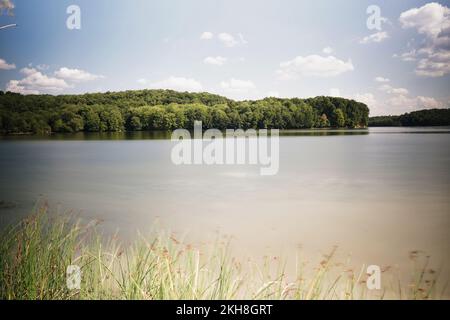 A horizontal image of water weds at the shore of a lake in the ...