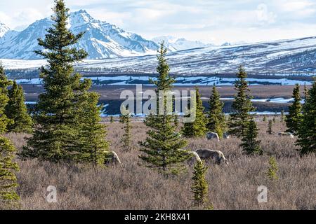 A herd of caribous grazing in a dry field in Denali National Park ...