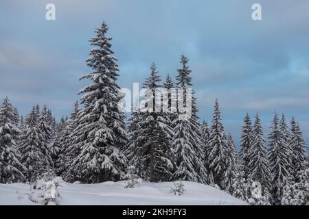 Pine branches covered with first snow. Fog in the forest Stock Photo ...