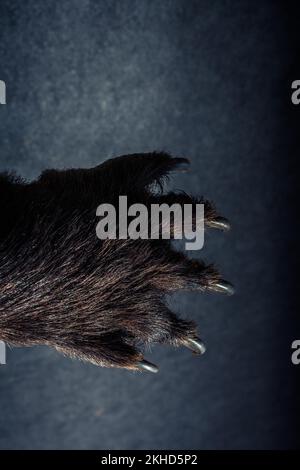 Black Bear Paw With sharp Claws in view Stock Photo - Alamy