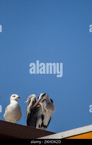 Single seagull over the roof of a building Stock Photo - Alamy