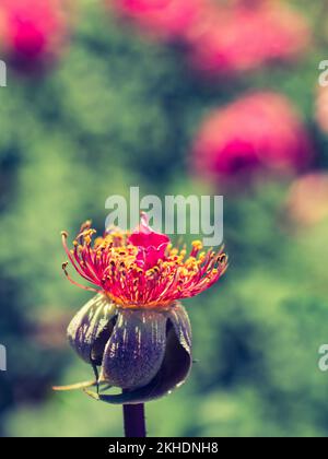 Rose flower without petals in the garden in spring Stock Photo - Alamy