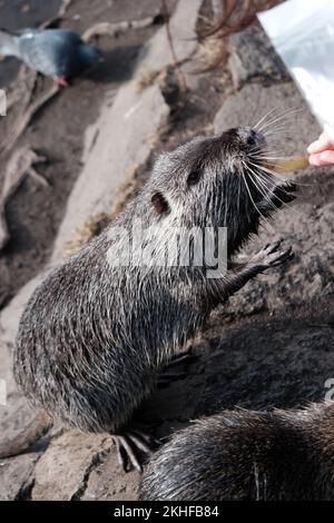 A vertical shot of a Nutria from the Vltava River in Prague, Czech ...