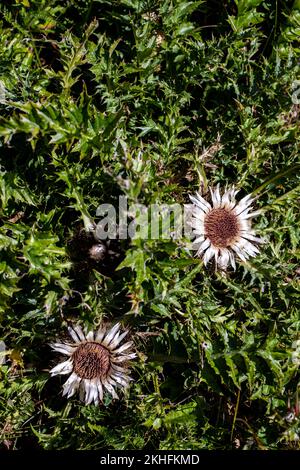 Carlina acaulis flower growing in meadow Stock Photo - Alamy