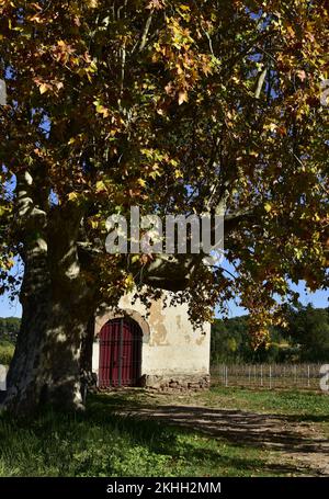 St Jean chapel and its plane tree in autumn colors in Cuers in the Var ...