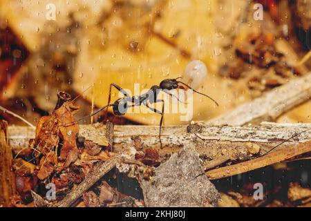 Ant carrying an egg and changing its place to protect it. Close up view ...