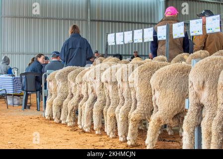 Poll Merino rams at an auction at Bella Lana stud farm near Wellington ...