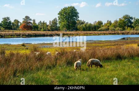 Pool with sheep in a marshland in Bargerveen, Netherlands Stock Photo ...