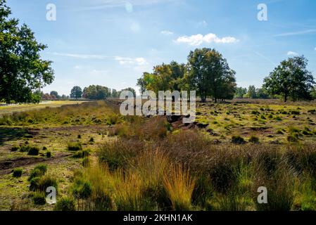 Landscape in a marshland in Bargerveen, Netherlands Stock Photo - Alamy