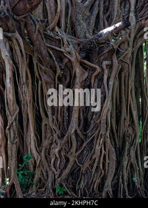 Roots of Banyan tree in Cabo de Rama Fort in Goa India 10 14 2022 Stock ...