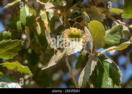 Branches of a Tabor oak tree with mature acorns close up between green ...