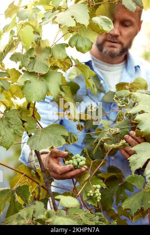 Farmer in his vineyard checking and protecting his products, grape ...