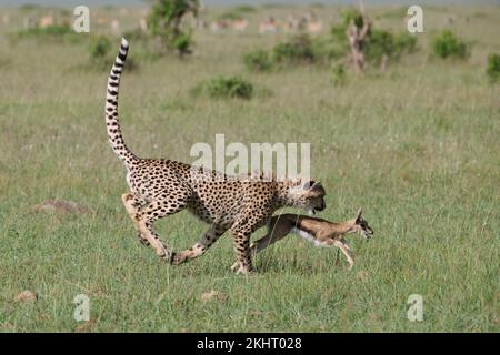 THIS cheetah mum, named Neema, hunted a baby impala and not only gave ...