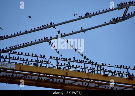 Starlings are seen on a large construction crane in Marseille. (Photo ...