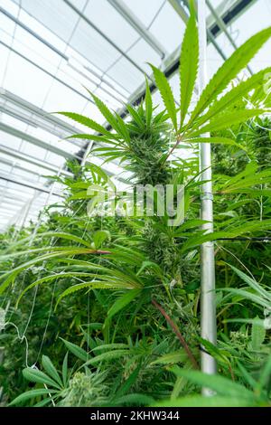 Medical cannabis plants in greenhouse THC CBD Stock Photo - Alamy