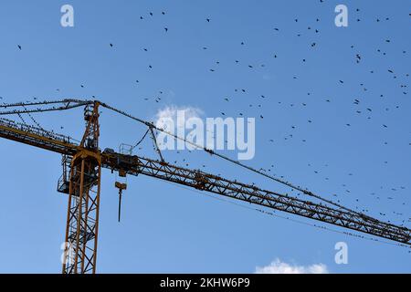 Starlings are seen on a large construction crane in Marseille. (Photo ...