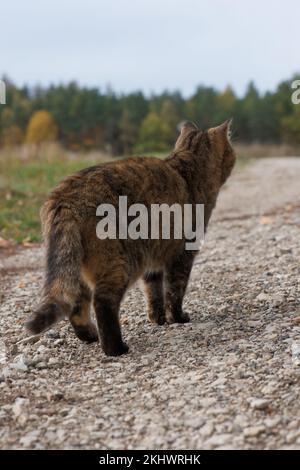 Domestic cat in autumn landscape Stock Photo - Alamy