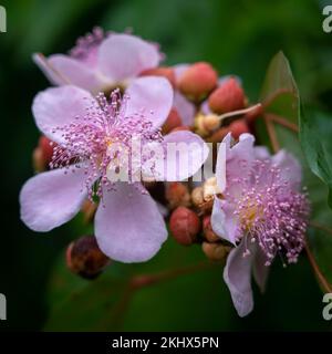 Flower on Achiote Tree (Bixa Orellana) - a medicinal plant of the ...