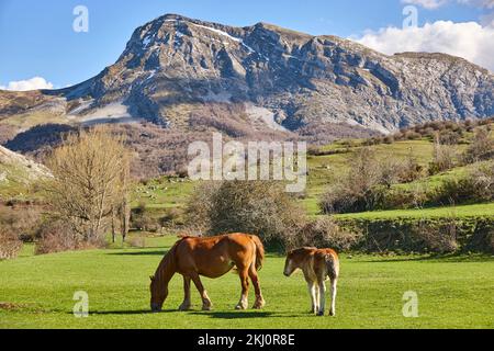 Horses in a green valley. Castilla y Leon landscape. Spain Stock Photo ...