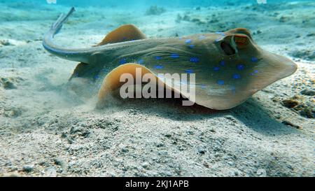 Stingrays - Batoidea Taeniura lymma. Stingray Family, Spotted Stingrays ...