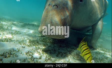 Dugong. Baby dugong from the bay of Marsa Mubarak . Dugongo. Sea Cow in ...