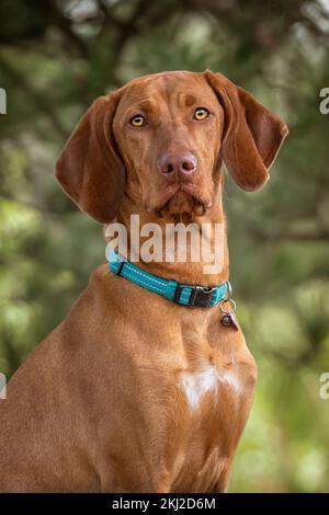 Sprizsla - light fawn colour Vizsla jumping over a fallen tree in the ...