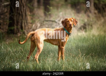 Sprizsla - light fawn colour Vizsla sat on a forest path looking at the ...