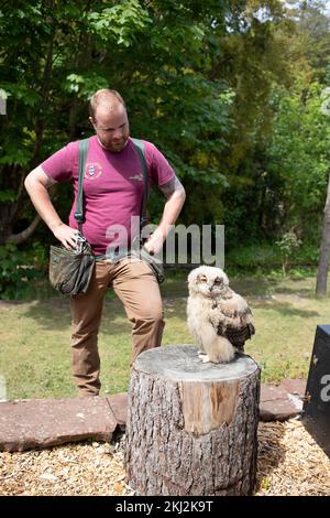 An Owl demonstration at Muncaster Castle in the Western Lake District ...