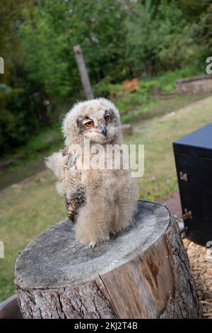 An Owl demonstration at Muncaster Castle in the Western Lake District ...