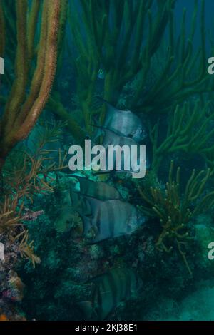 Atlantic spadefish (Chaetodipterus faber Stock Photo - Alamy