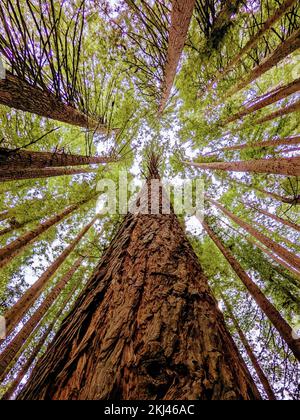 Redwood trees reaching to the sky Stock Photo - Alamy