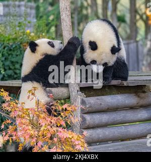 Giant pandas, bear pandas, two babies playing together Stock Photo - Alamy