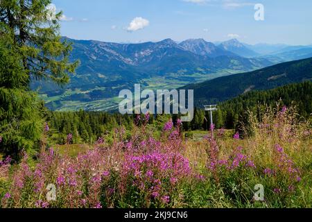 hiking trail overlooking beautiful alpine landscape with lush alpine ...