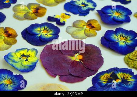 Pressed pansy and viola flowers drying on a paper sheet Stock Photo - Alamy