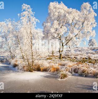 Frosted trees around Womere pool in early winter on Cannock Chase ...