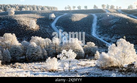 Frosted trees and hills and paths in early winter on Cannock Chase ...