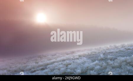 Sunrise subdued light caused by fog and mist in winter Cannock Chase ...