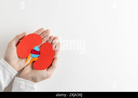 Composition of hands holding kidneys on white background with copy ...