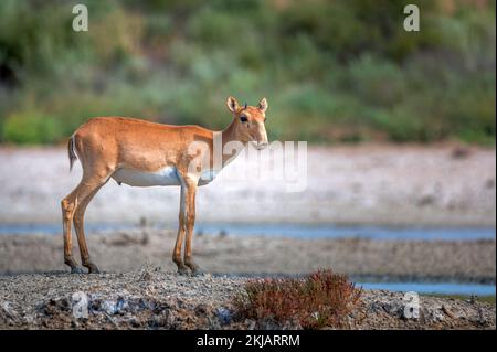 Young saiga antelope or Saiga tatarica walks in steppe Stock Photo - Alamy