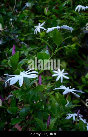 Starry wild jasmine (Jasminum multipartitum), Oleaceae. Evergreen ...