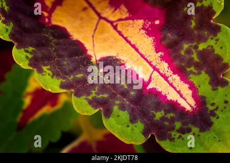 Wizard coleus (Coleus scutellarioides series Wizard), Labiatae. Short ...