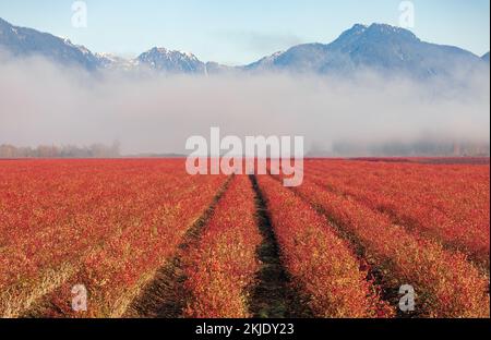 Fall Colors of straight Rows of Blueberry Plants in Farmer Fields in ...