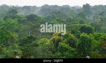 Aerial landscape panorama of Amazon rainforest trees in mist and fog ...